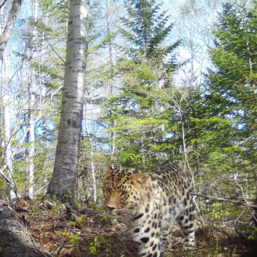 Amur Leopard Facts - WildCats Conservation Alliance