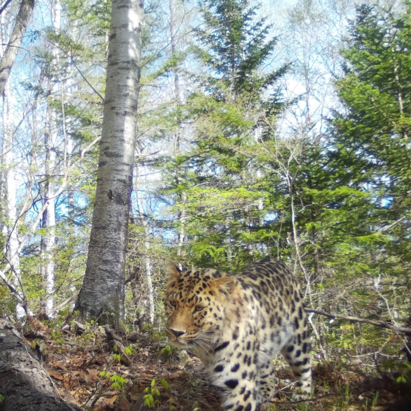 Amur Leopard Facts - WildCats Conservation Alliance