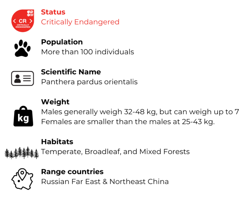 Amur Leopard Facts - WildCats Conservation Alliance