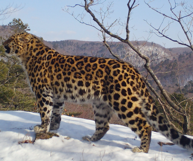Amur Leopard Facts - WildCats Conservation Alliance