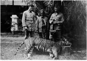 Bali Tiger Facts - WildCats Conservation Alliance