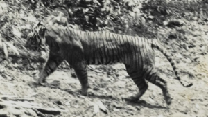 Javan Tiger Facts - WildCats Conservation Alliance