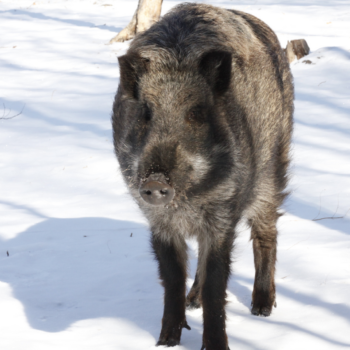 Amur Leopard Facts - WildCats Conservation Alliance