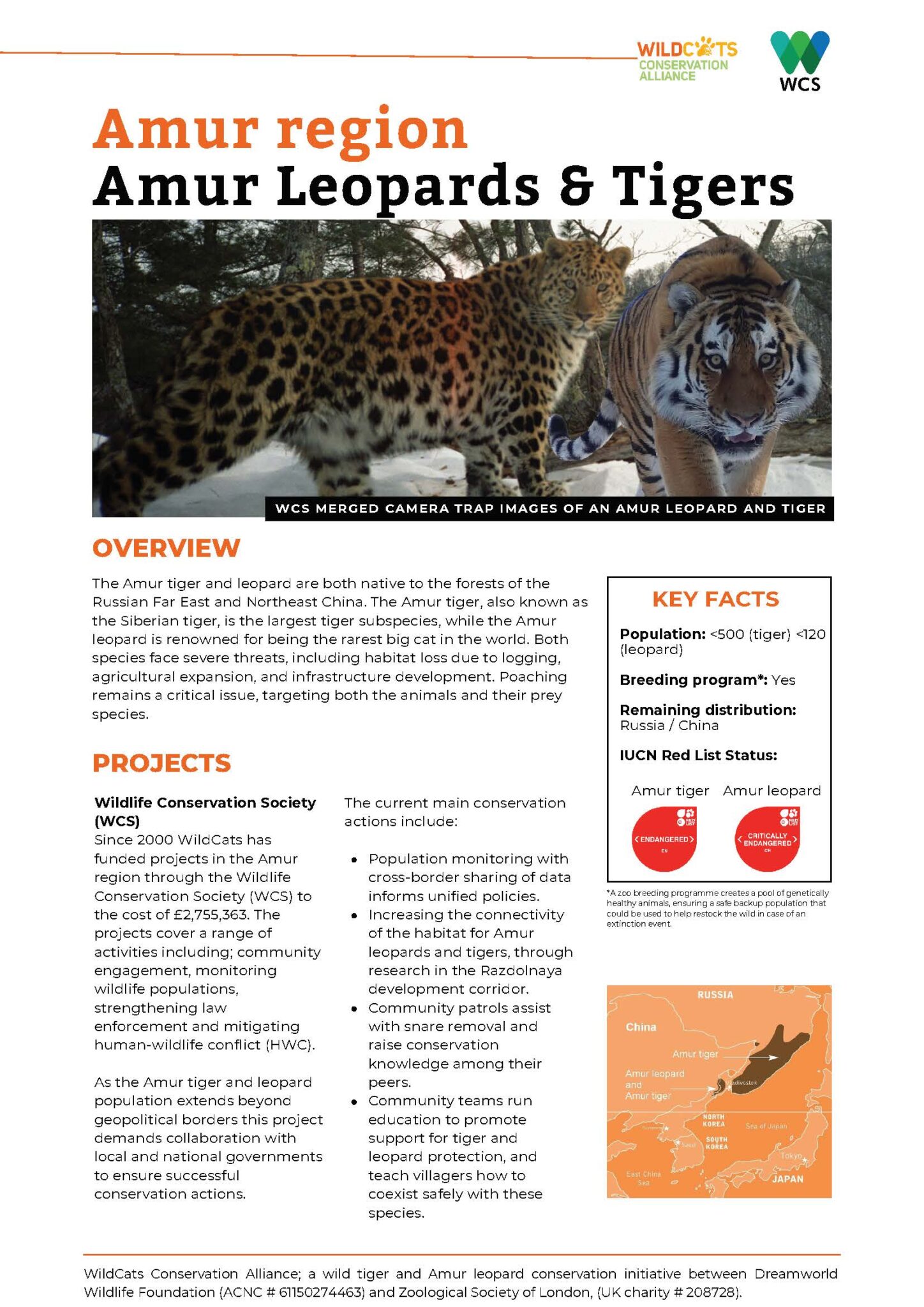 Amur leopard and tiger recovery in Northeast China.