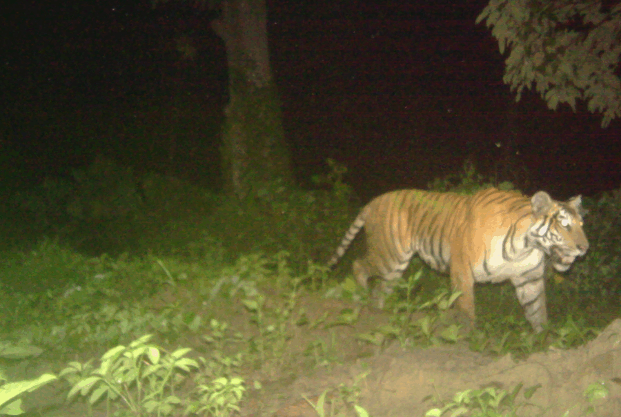 50 Years of India's Project Tiger: Triumphs, Challenges, and a Vision ...