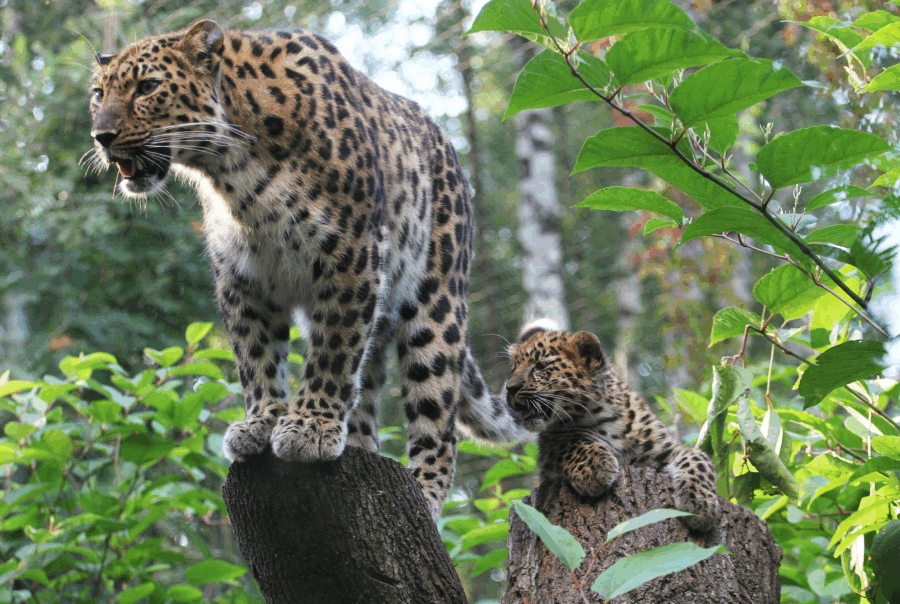 One small step for 3 Amur leopards, one giant leap for the rarest big ...