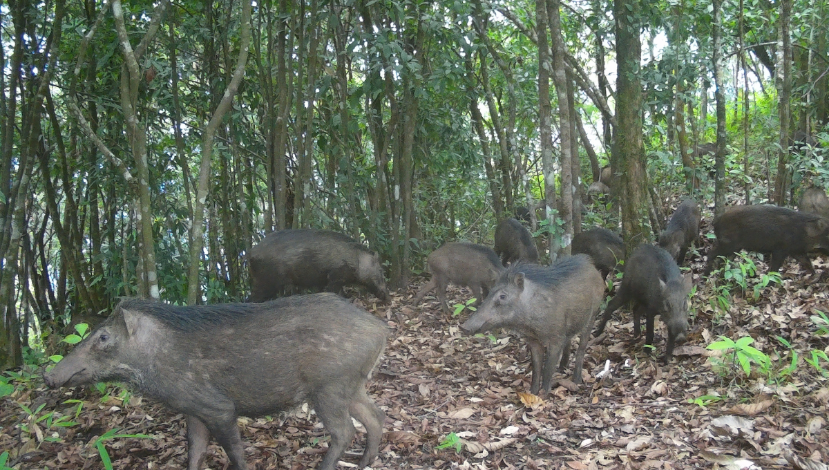 Mapping Wild Pig Species Population Dynamics in Southeast Asia During ...