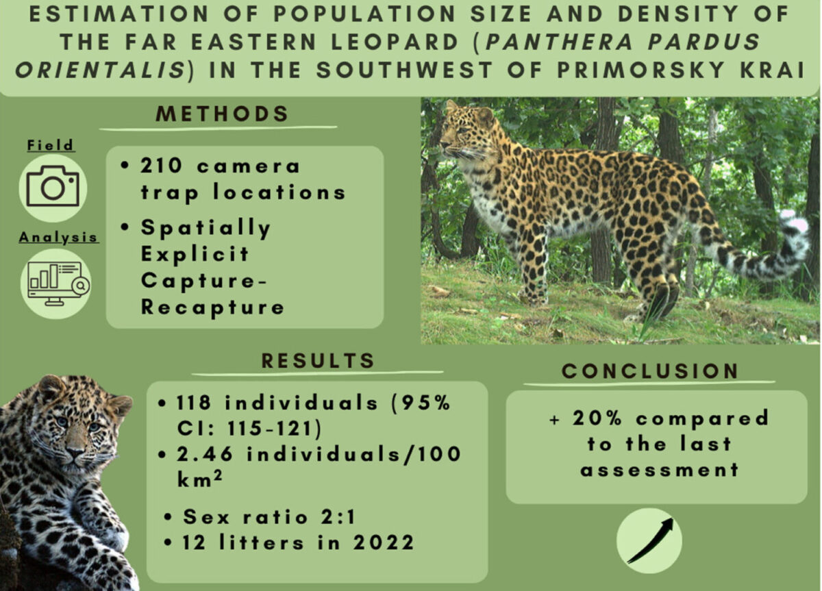 Far Eastern Leopard in Southwest Primorsky Krai