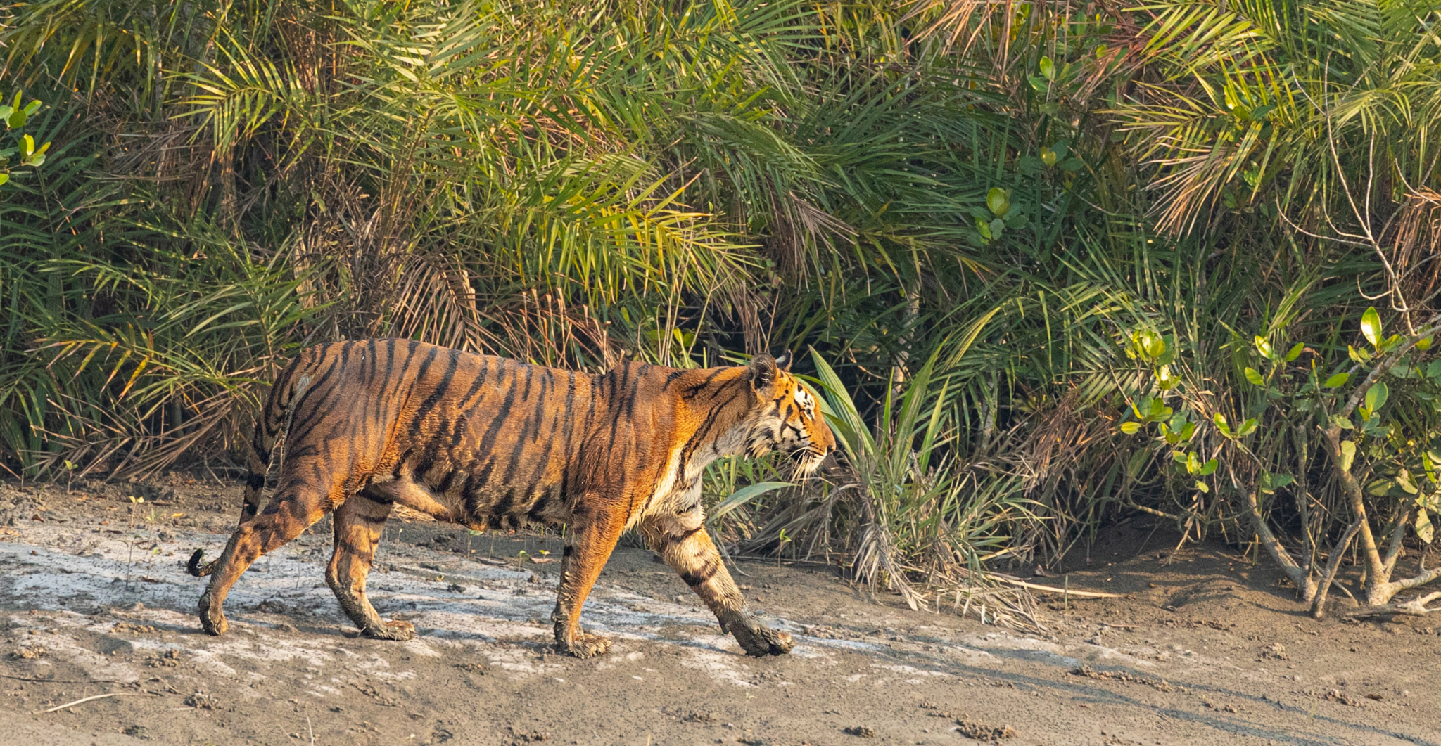 Can Tigers Become Climate Refugees?